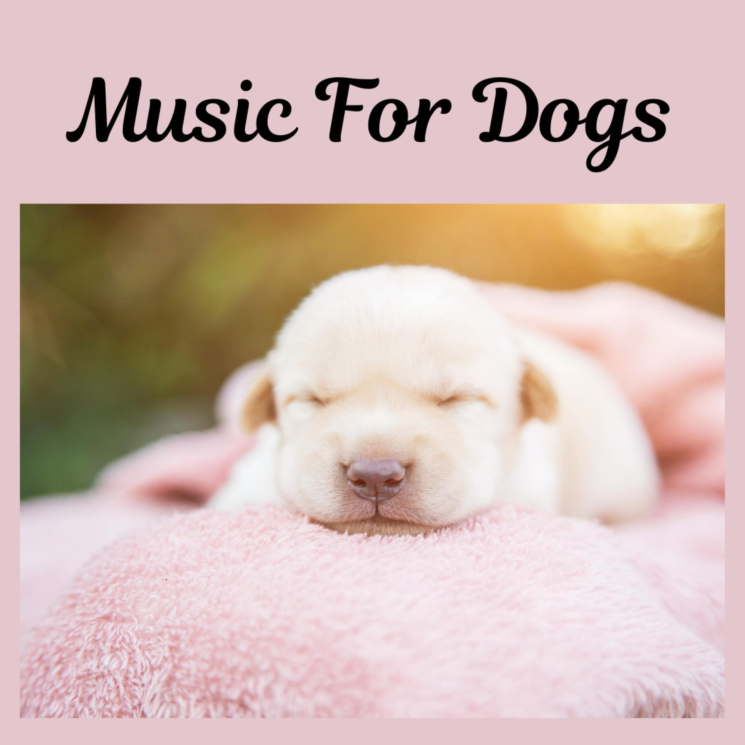 Soft Whispers - Music For Dogs/Music For Dogs Peace/Relaxing Puppy ...