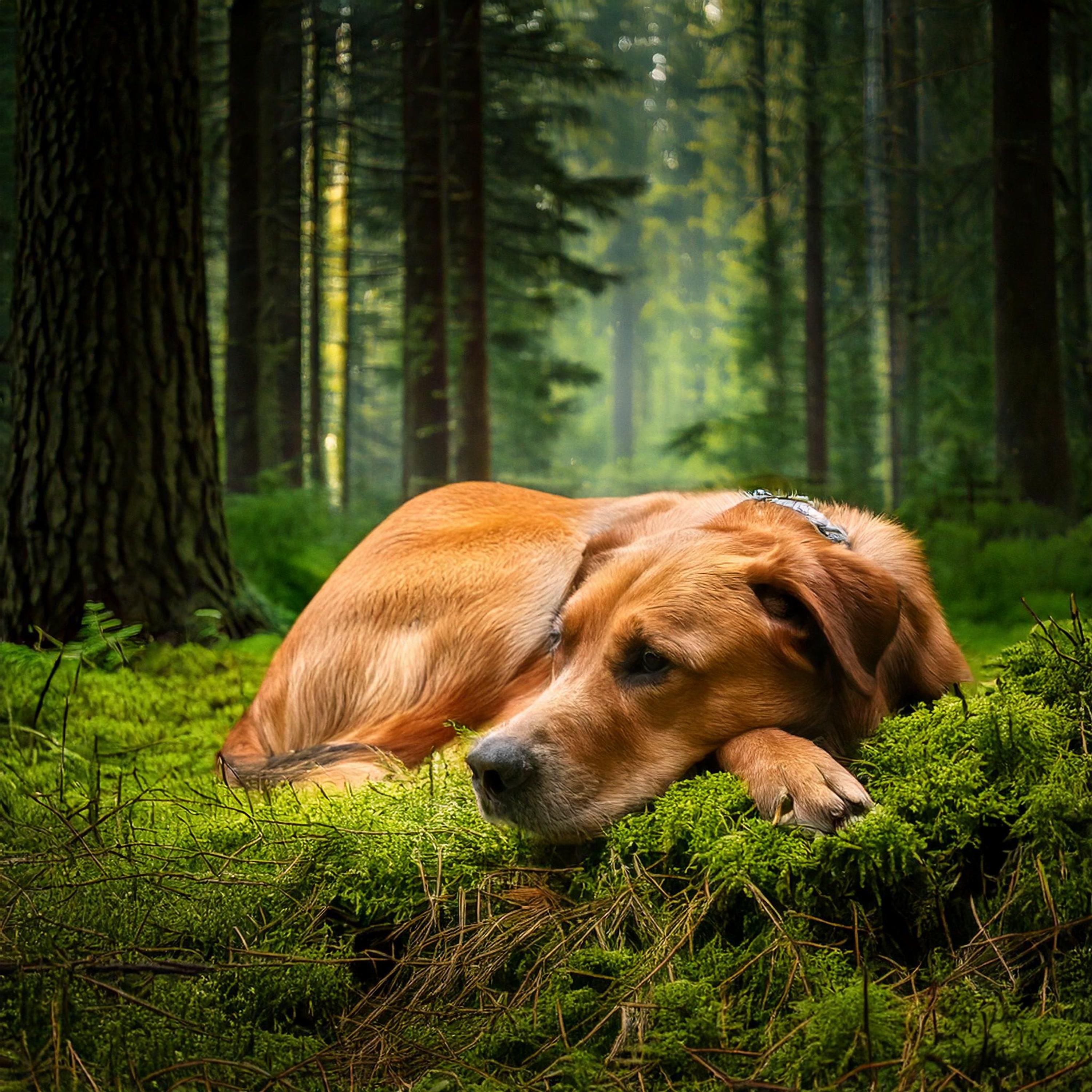 Mellow Harmonics for Dog Meditation - Calm Dinner Music/Relaxing Dog ...