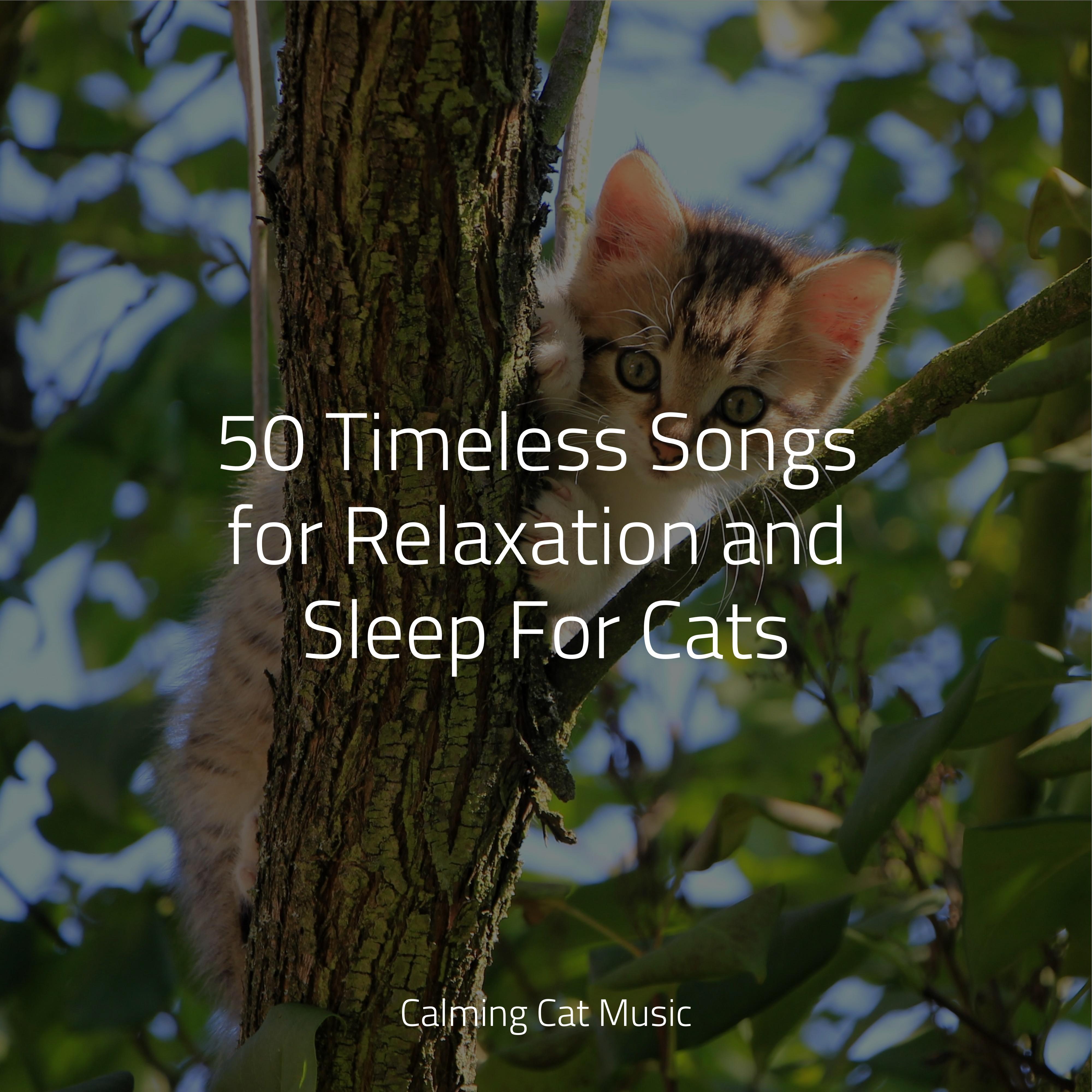 Meditative Waves - Cat Music Therapy/Jazz Music Therapy for Cats/Jazz ...