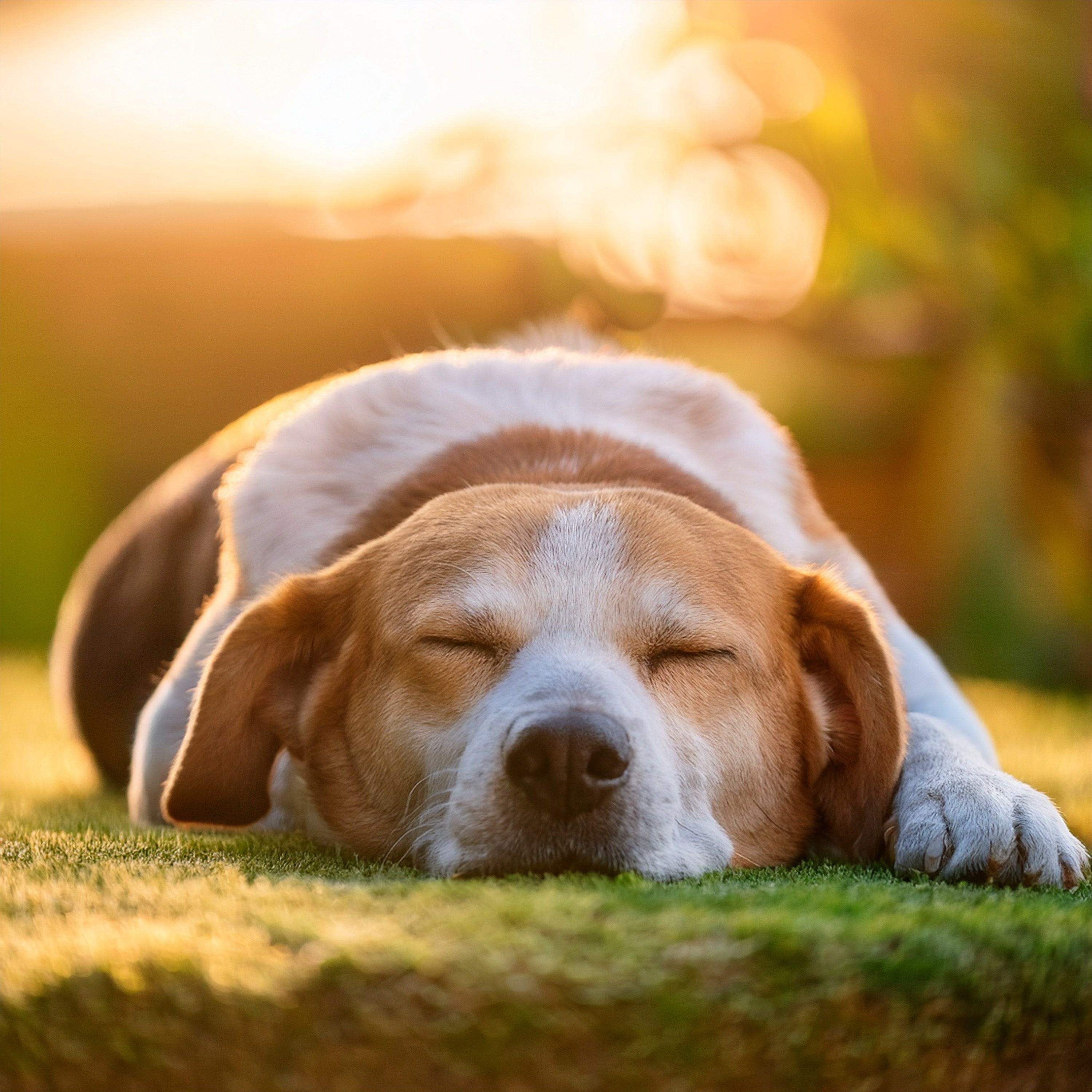 Paisaje Sonoro De Perro Relajado - Espíritu tranquilo del cosmos ...