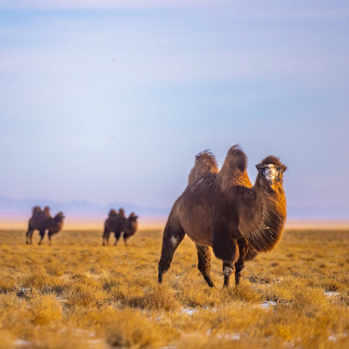 Temuulel - 蒙古语歌曲 Duu - 电台节目 - 网易云音乐