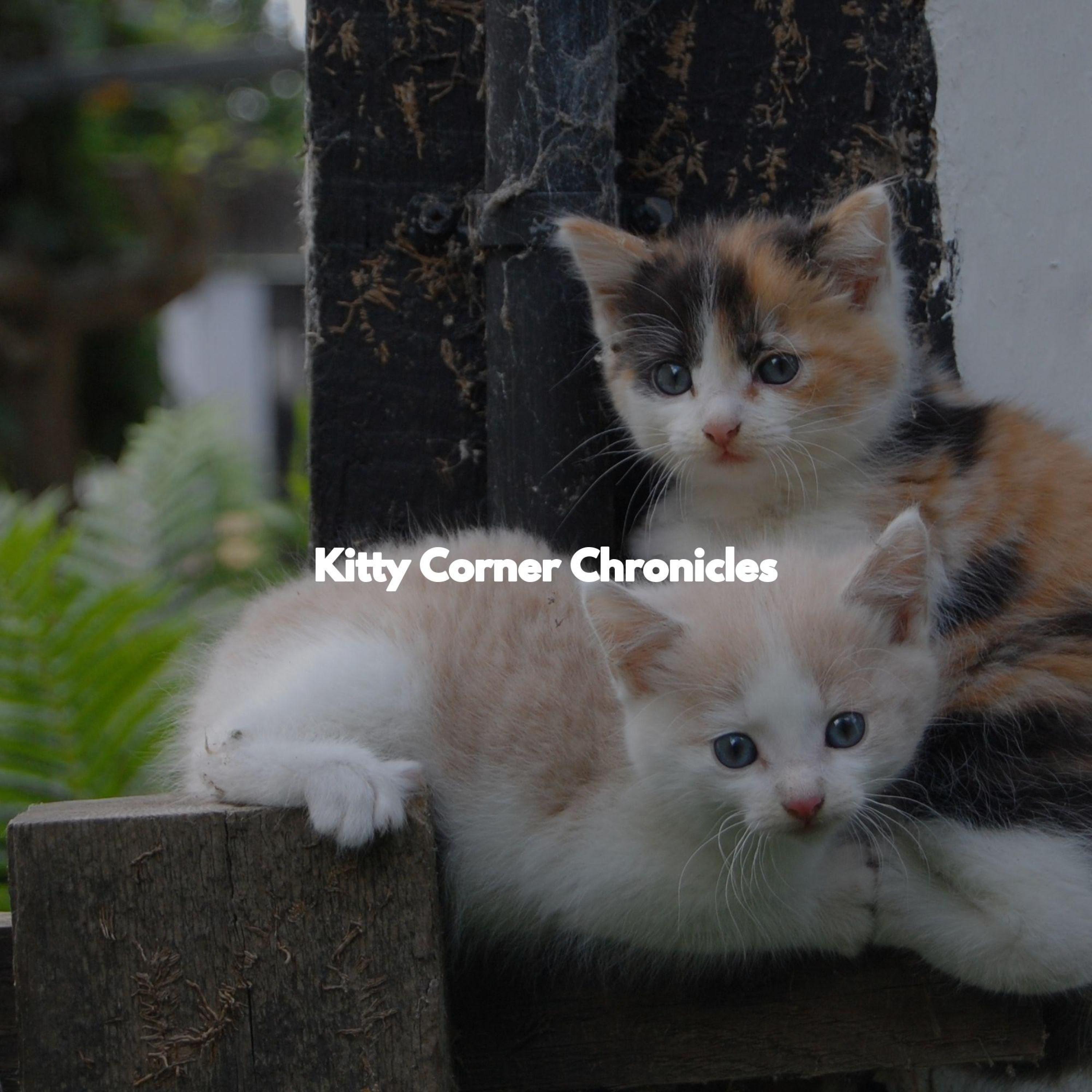 Kitty Corner Chronicles - Light Coffee House Jazz Club - 专辑 - 网易云音乐
