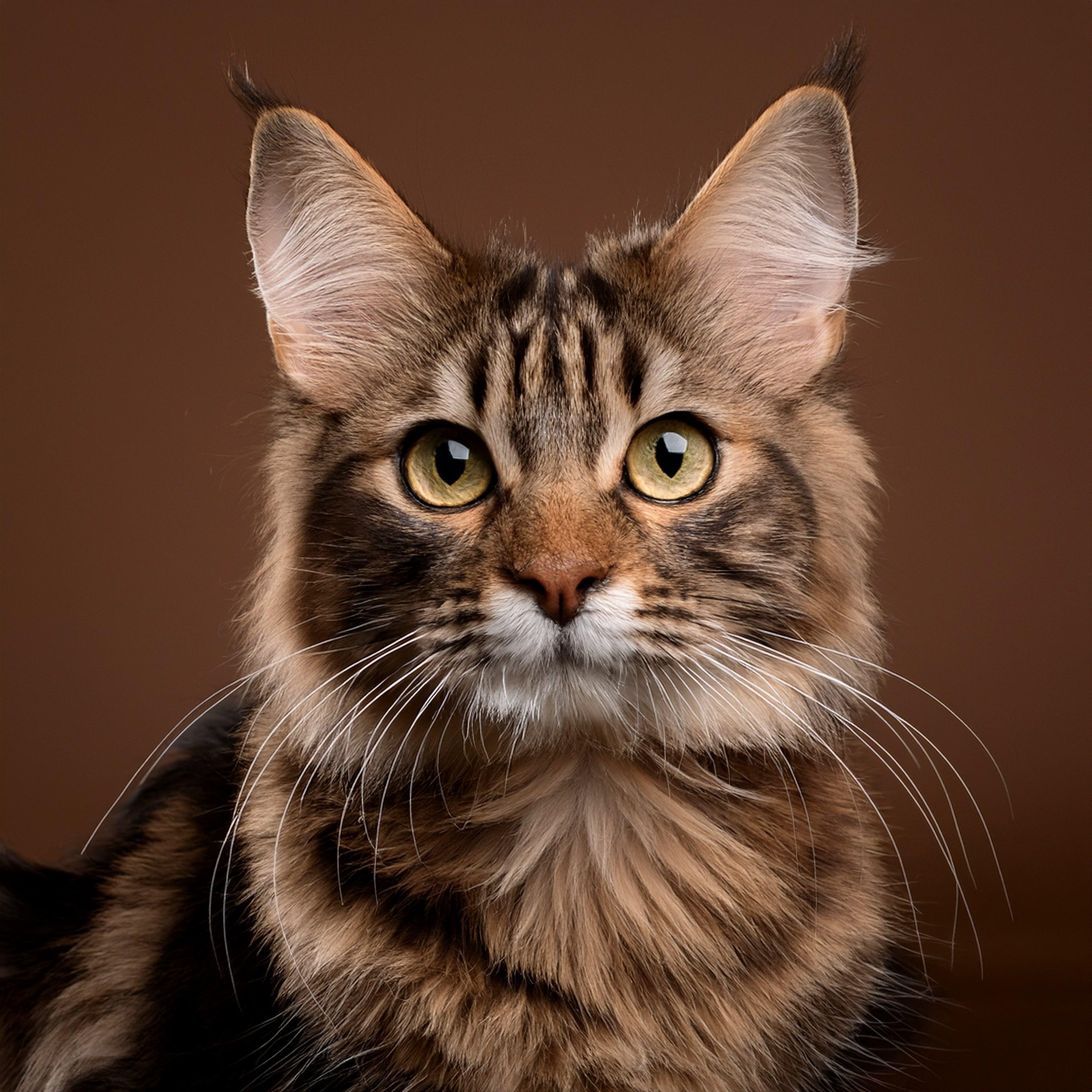 Music For Cats And Their Relaxation - Cat Relaxation Excellence - 专辑 ...