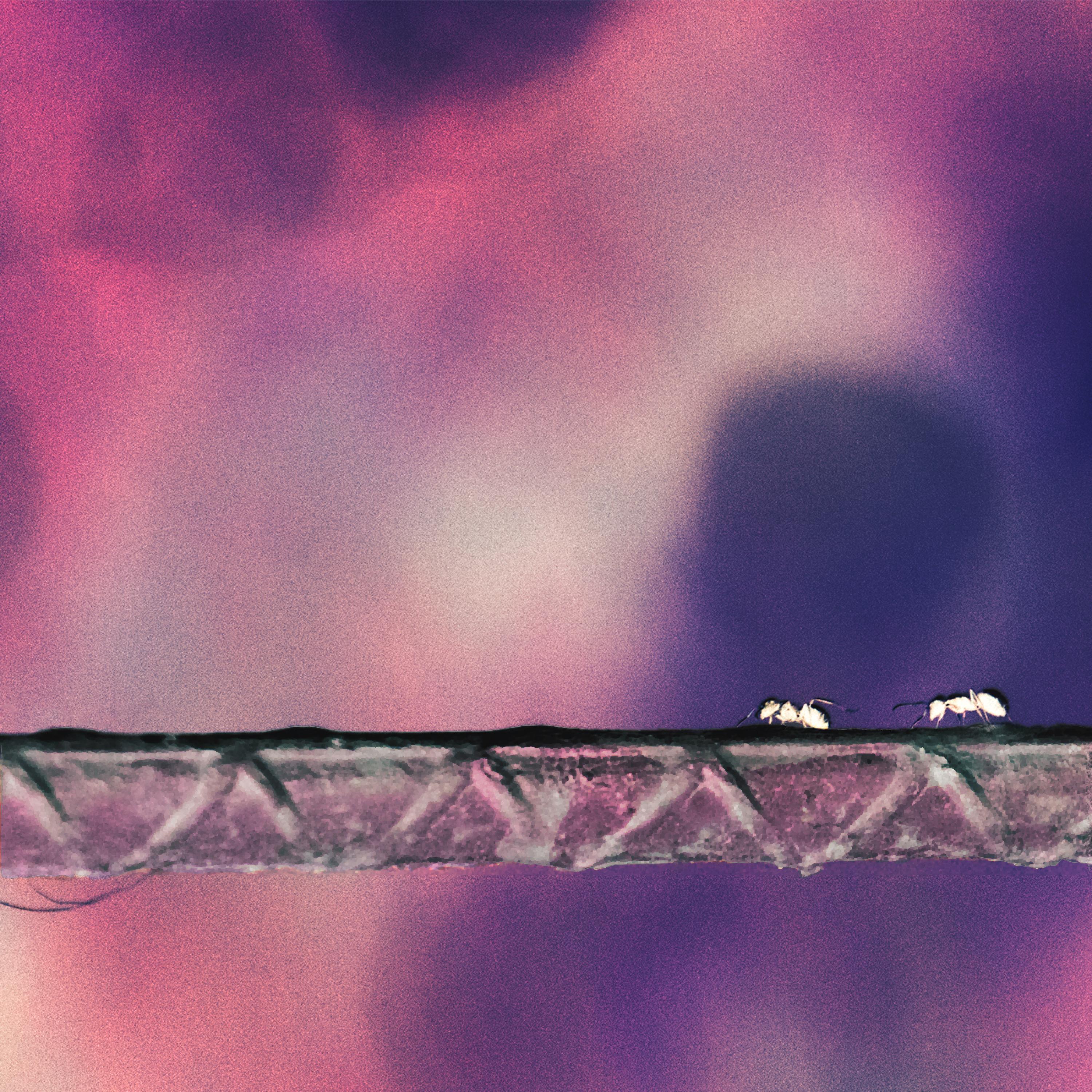 Ants - Goth Milk - 专辑 - 网易云音乐