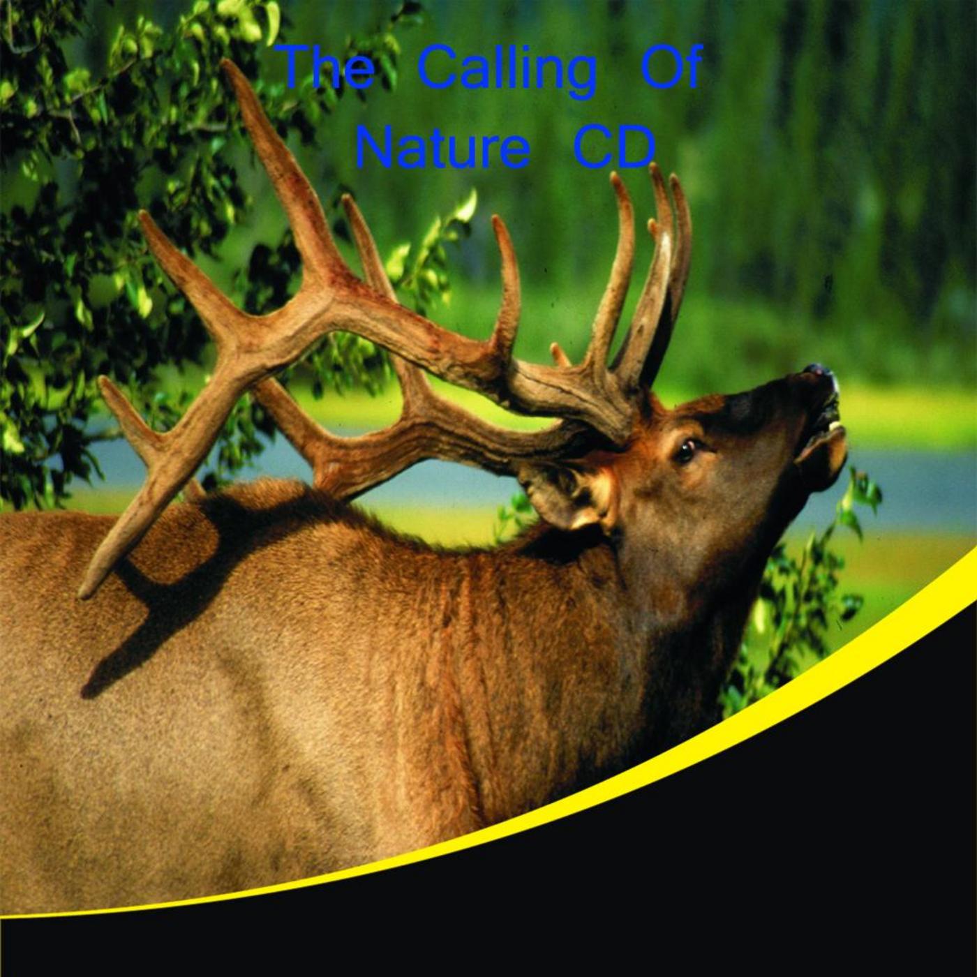 The Calling of Nature - The Calling of Nature - 专辑 - 网易云音乐