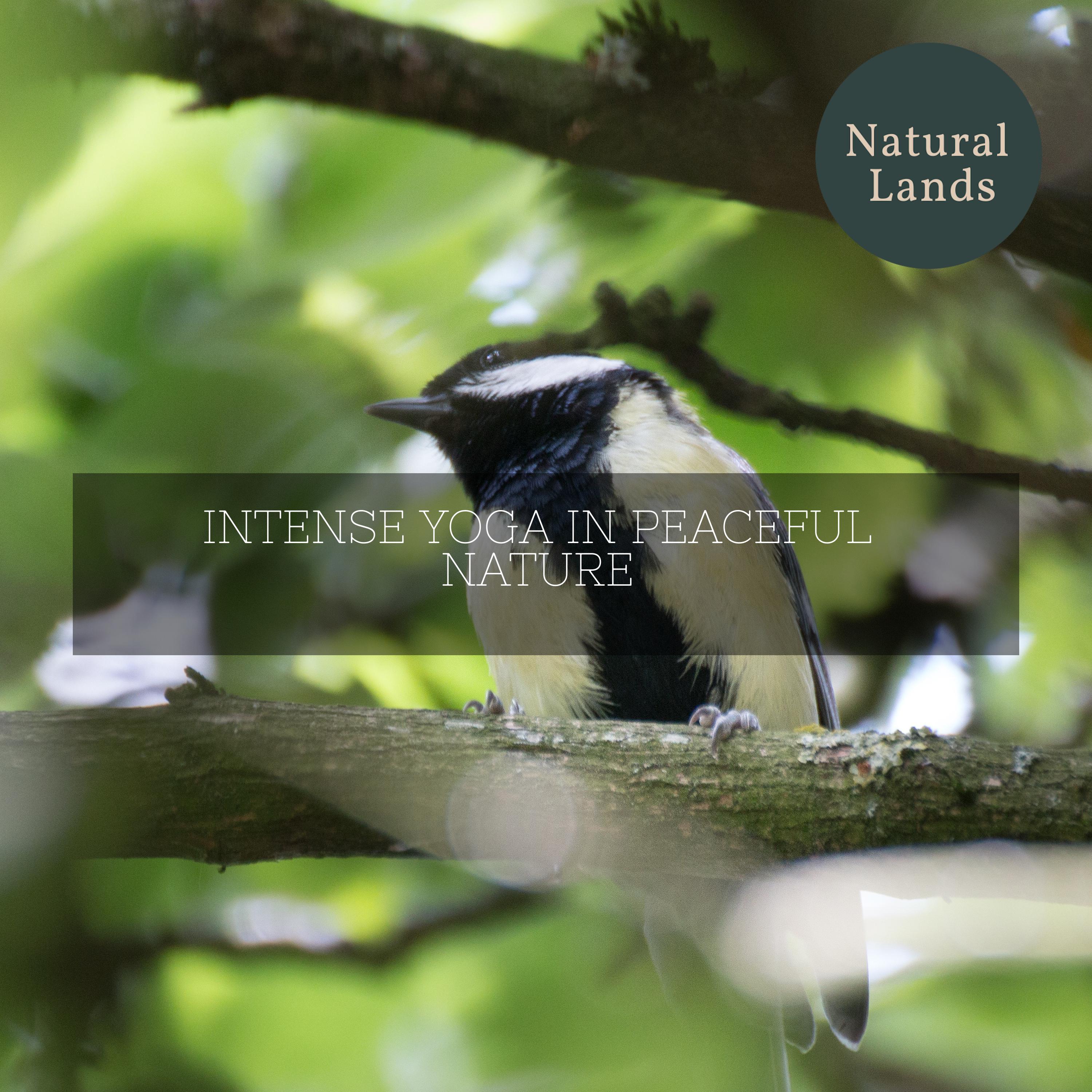 Balmy Coniferous Forest Morning - Russell Walker - 单曲 - 网易云音乐