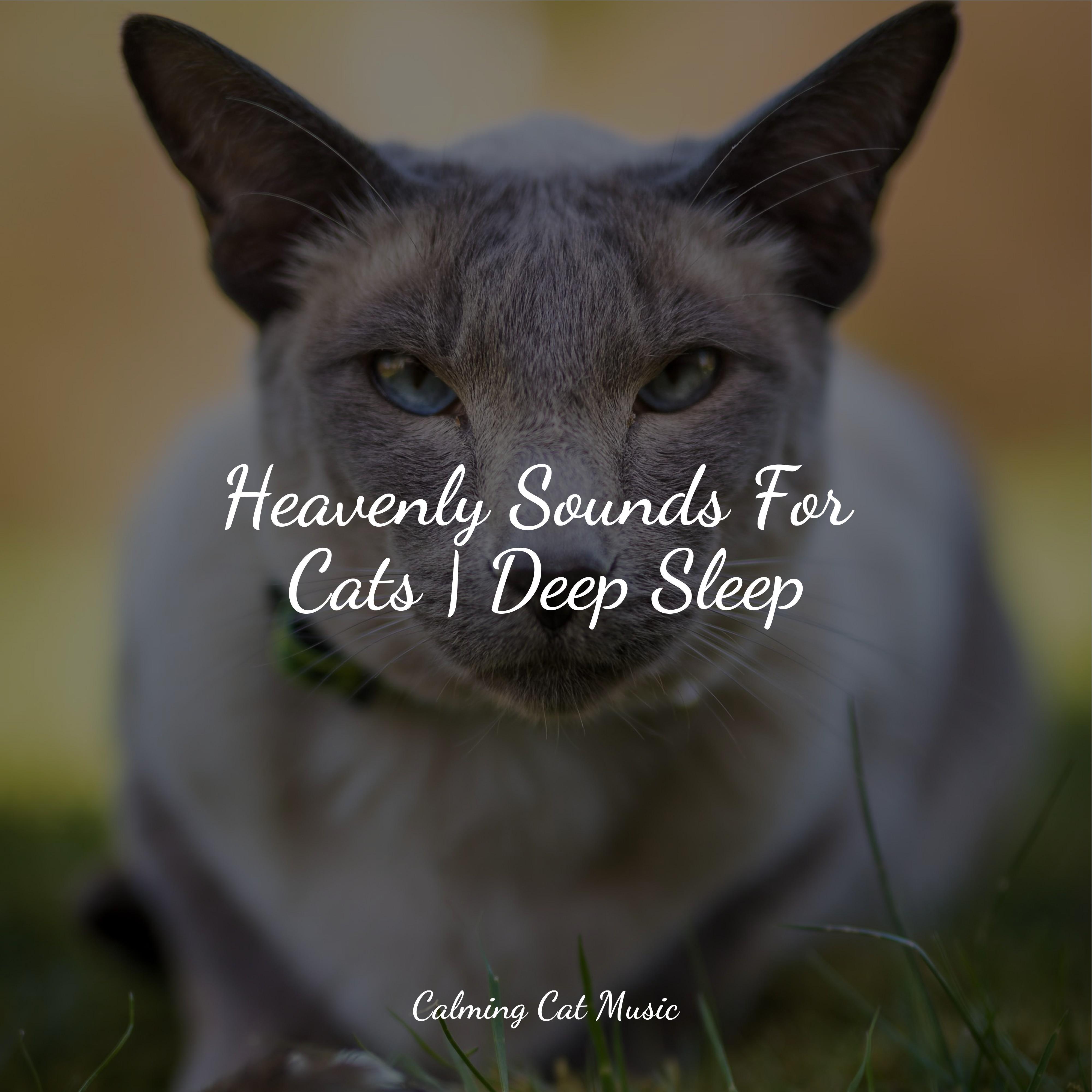 Ocean Sunrise - Music for Relaxing Cats/Calm Music for Cats/Cat Music ...
