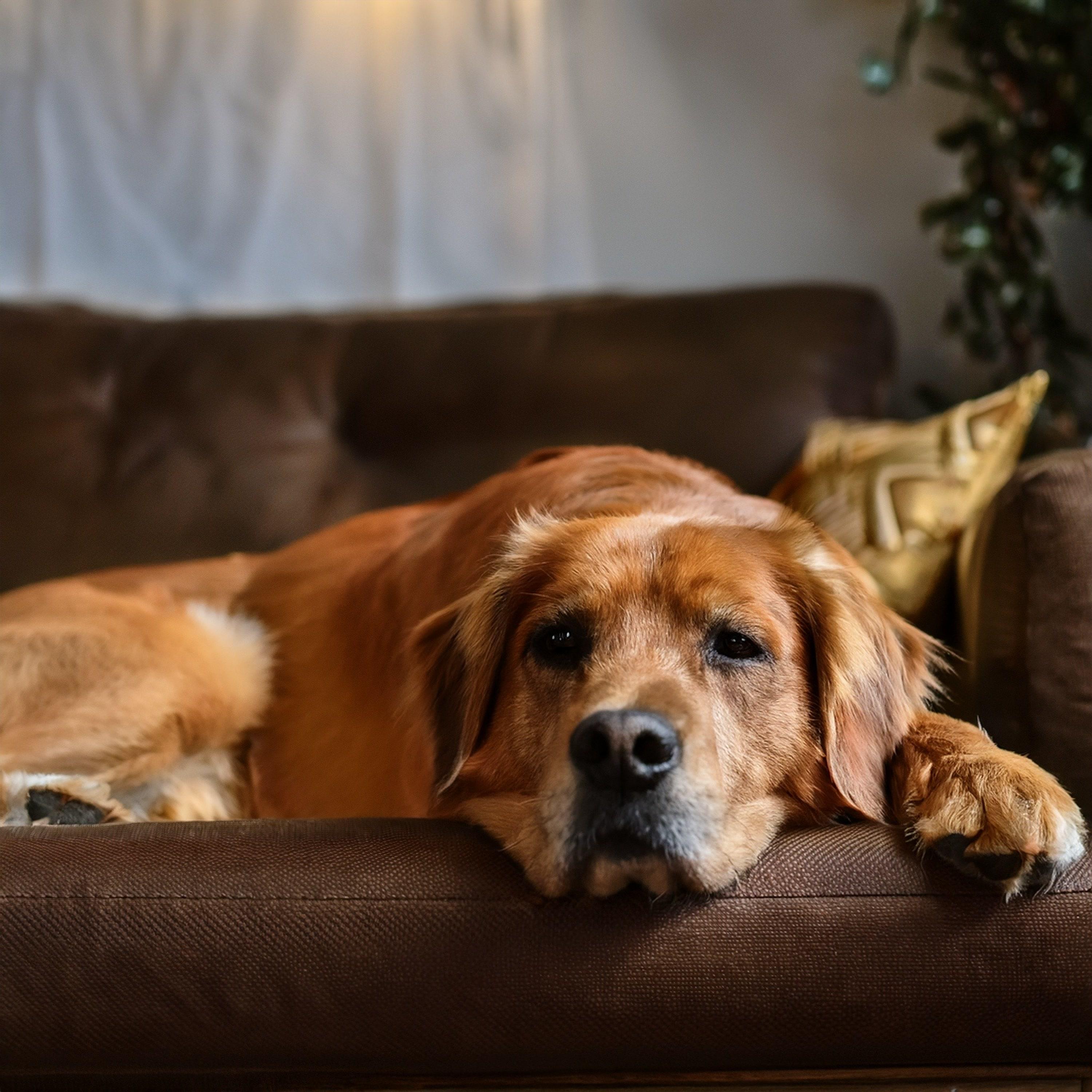 Clouds Drift Over A Resting Pack - Blissful Dog Time/Dog Balance/Deep ...