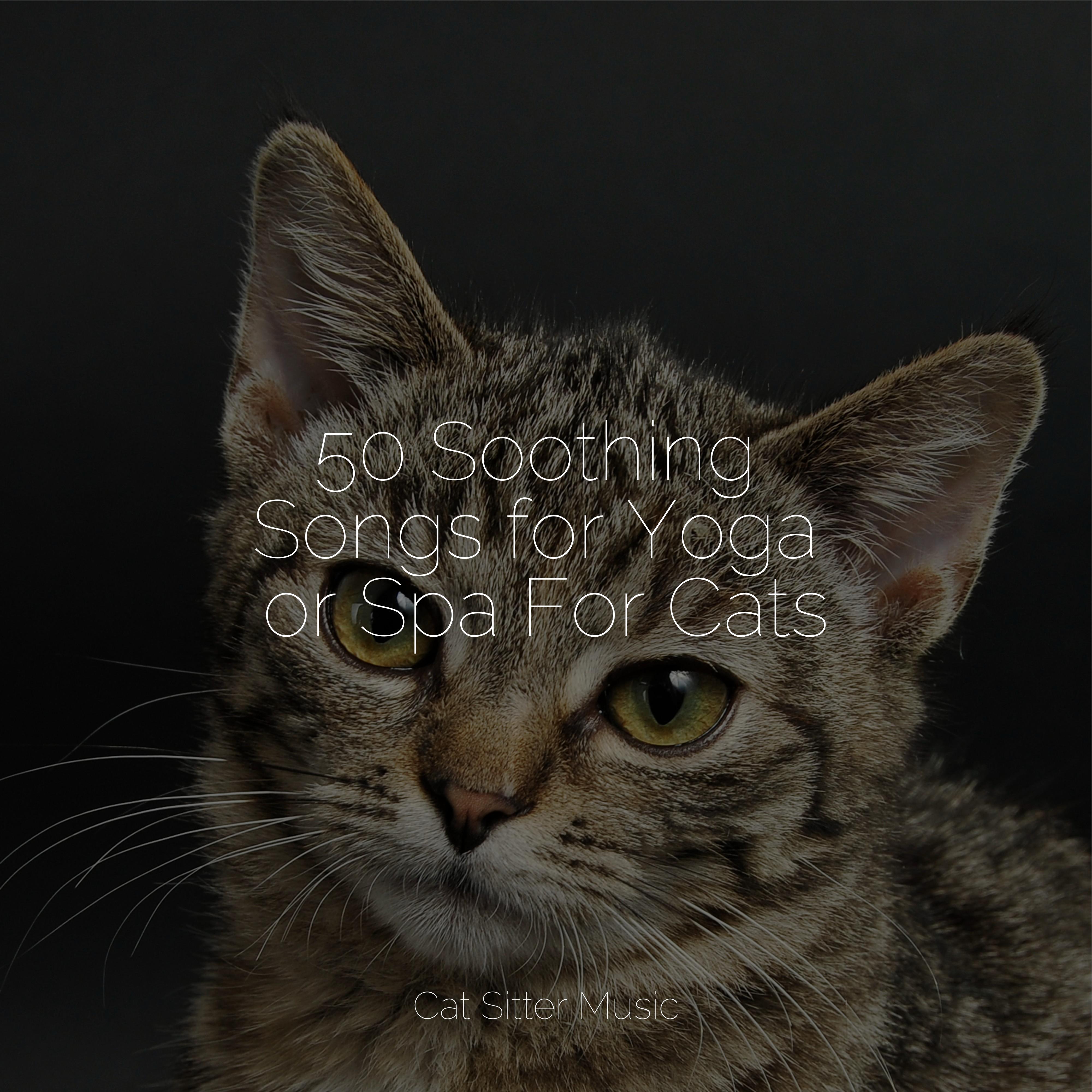 Trickling Water - Music for Relaxing Cats/Calm Music for Cats/Cat Music ...