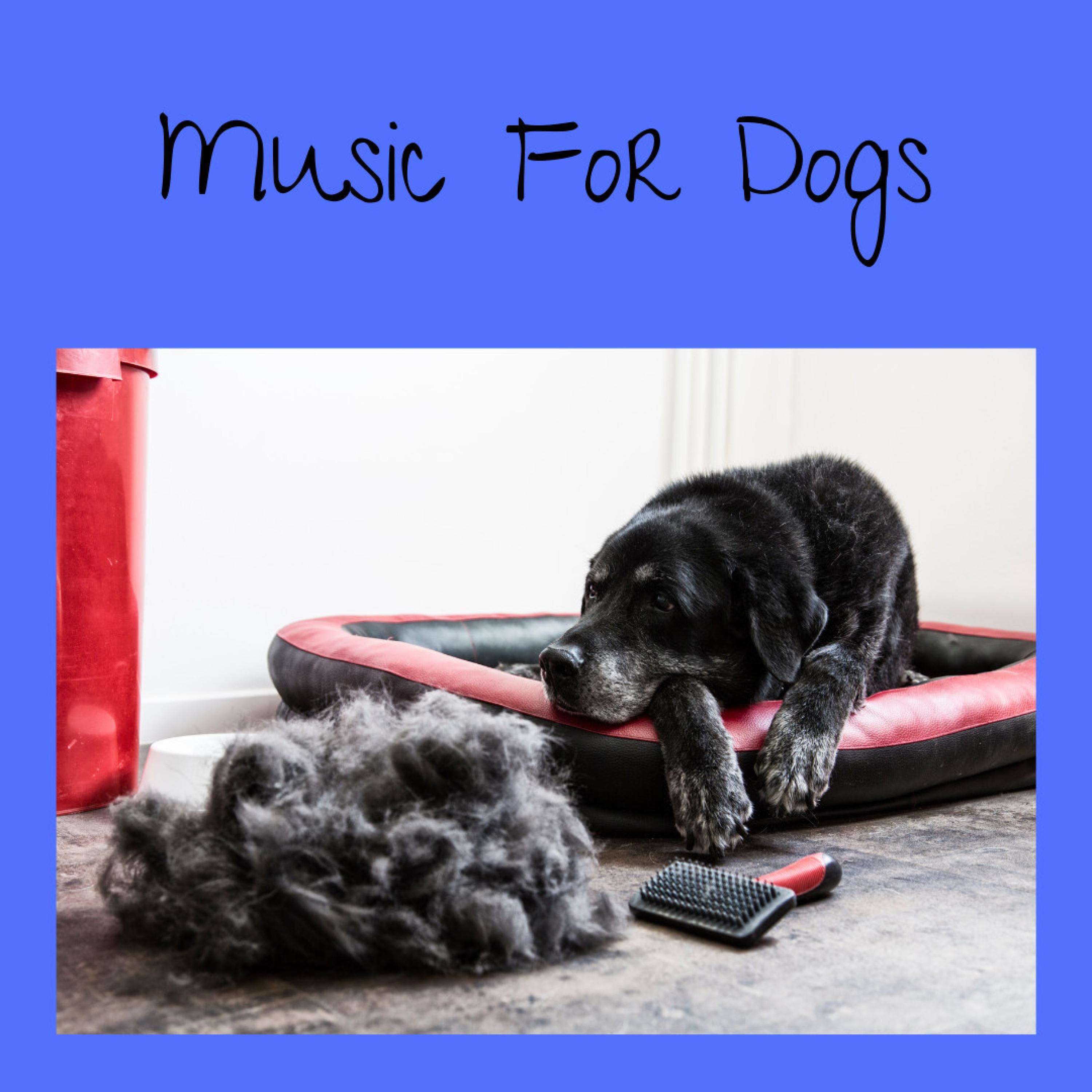 Day Dreaming - Music For Dogs/Music For Dogs Peace/Relaxing Puppy Music ...