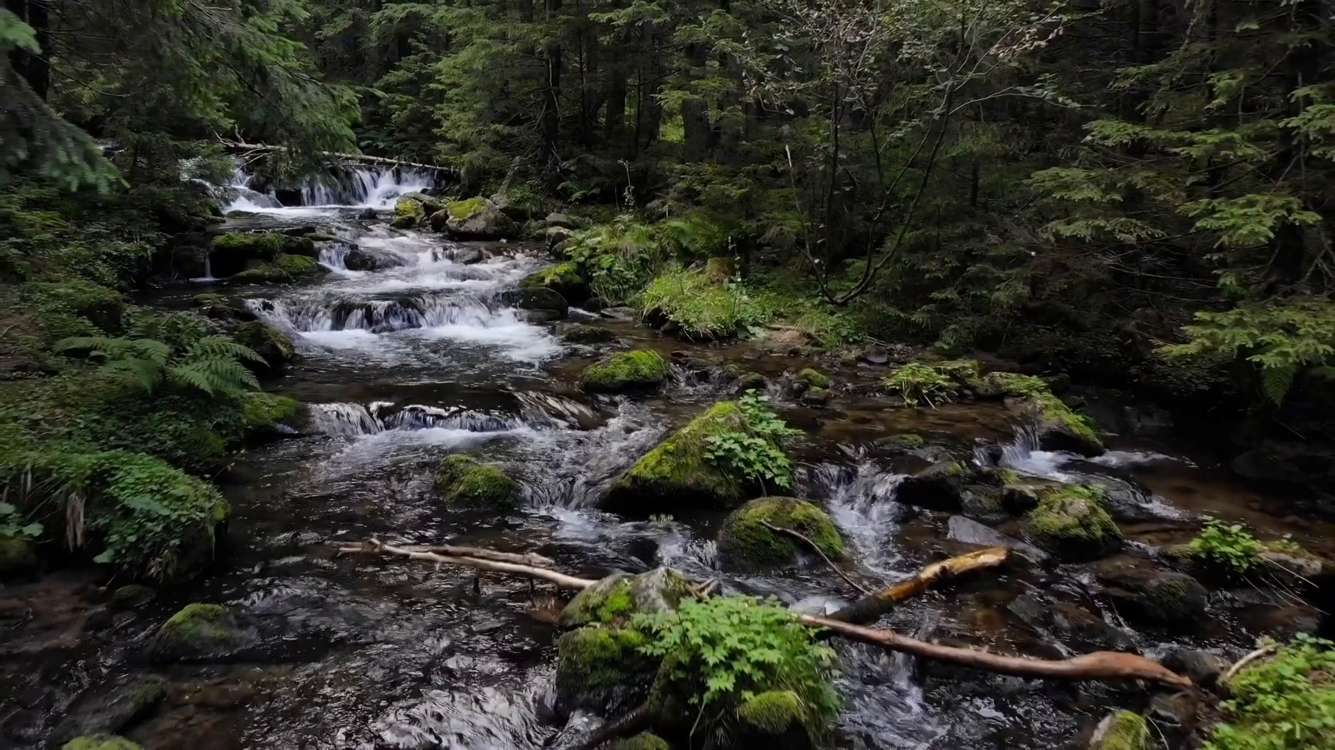 The True Path - Dan Gibson's Solitudes - 高清MV - 网易云音乐