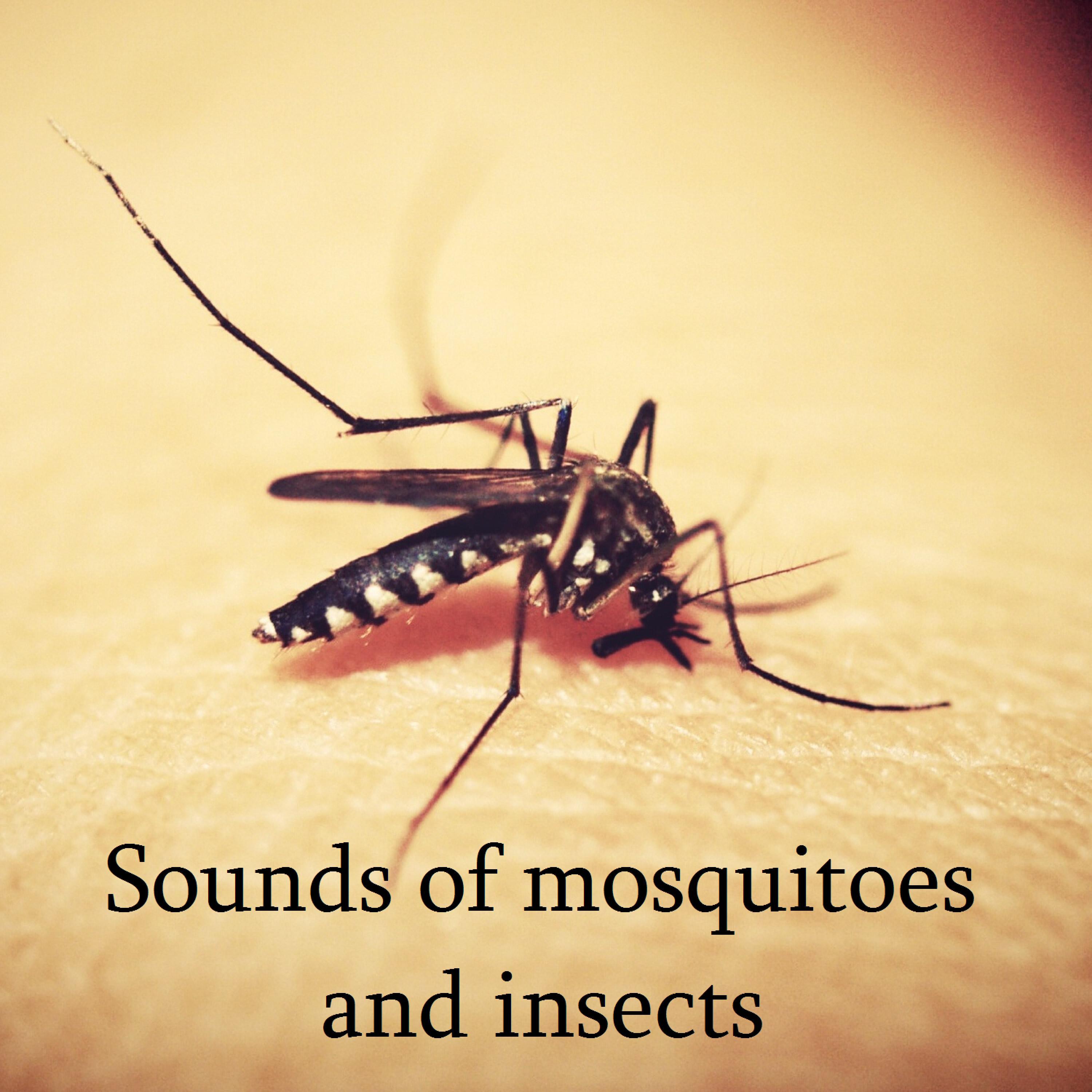蚊子的声音 - Mosquito sounds/Insect Sounds - 单曲 - 网易云音乐