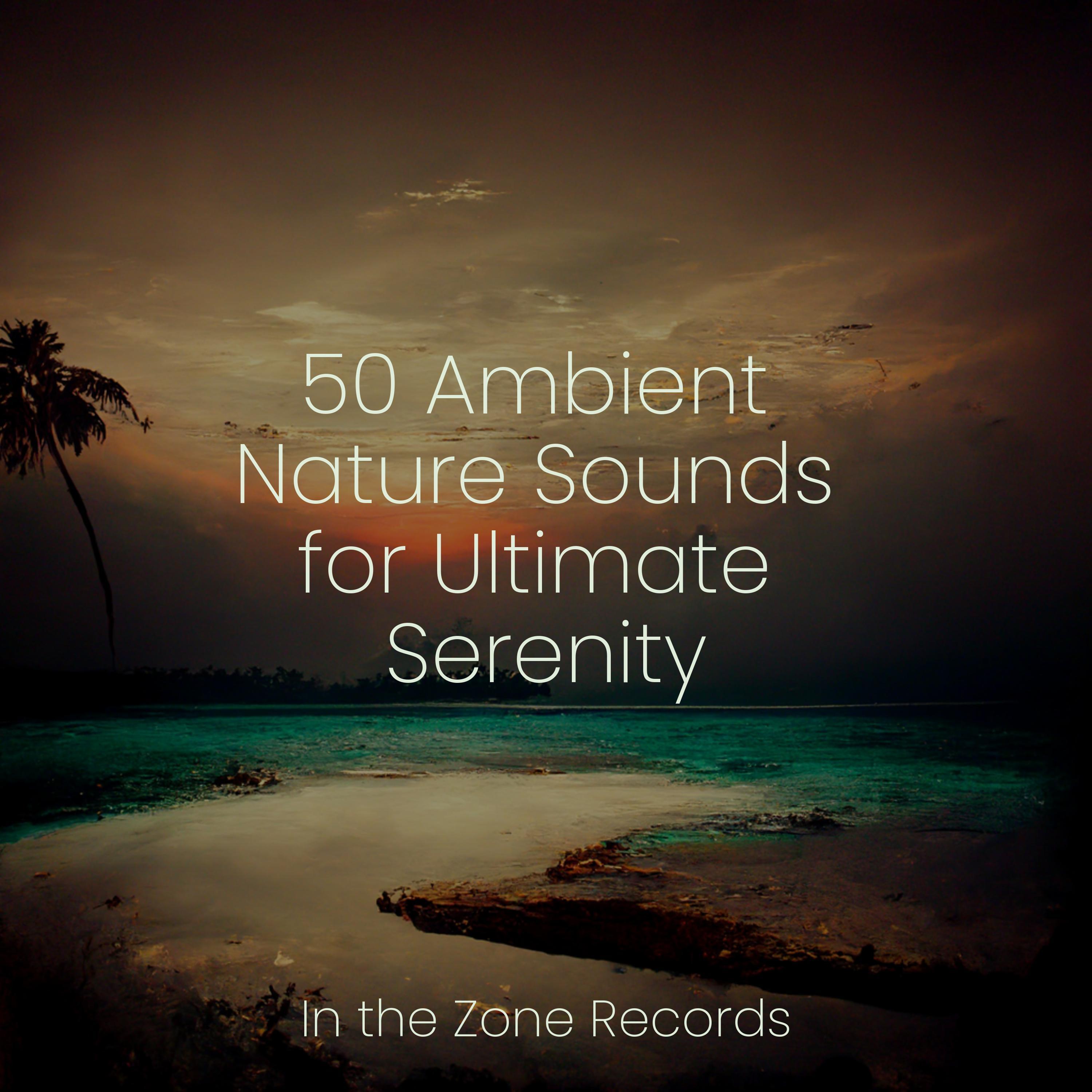 50 Ambient Nature Sounds for Ultimate Serenity - Calming Sounds - 专辑 ...