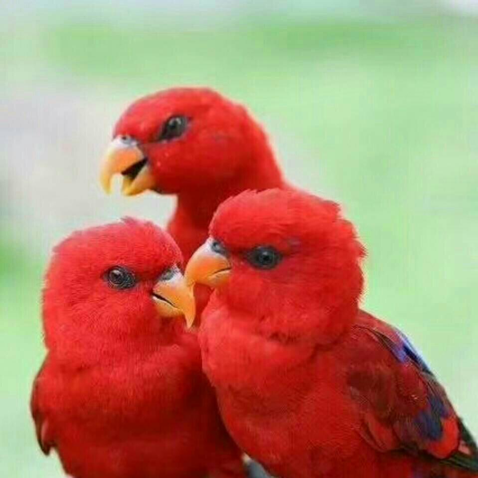 Kal nigar.( harki ) - ♥αKëRam💞RëzAκ - 电台节目 - 网易云音乐