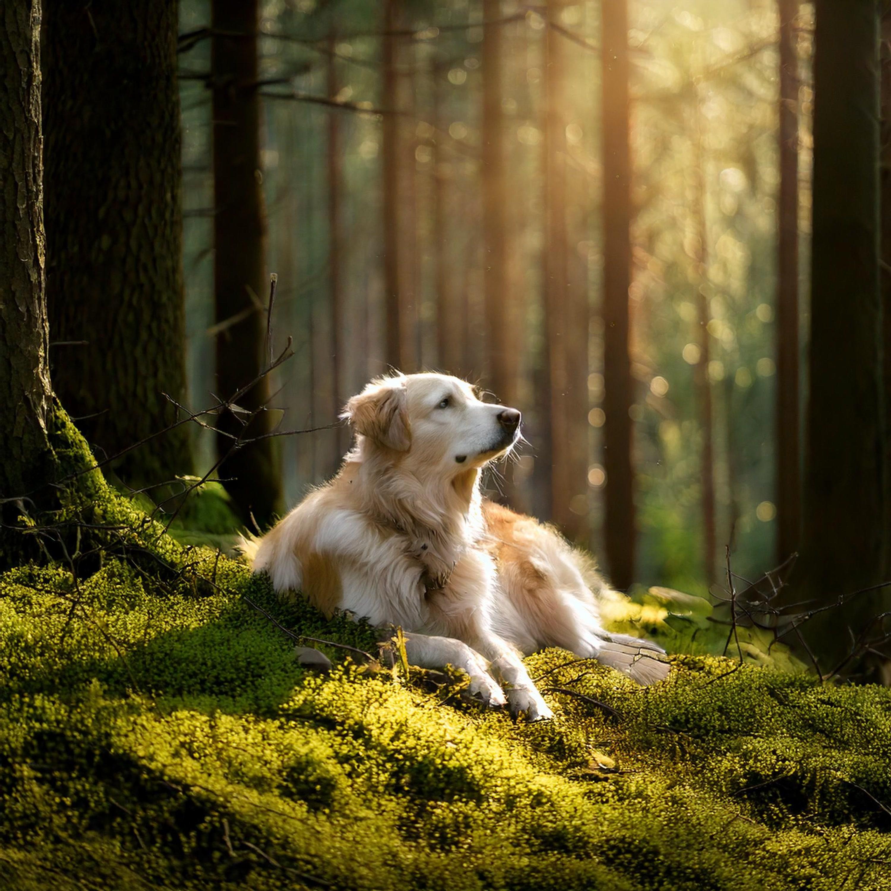 Peaceful Slumber Furry Friends - Power Music Workout/Music for Dogs ...
