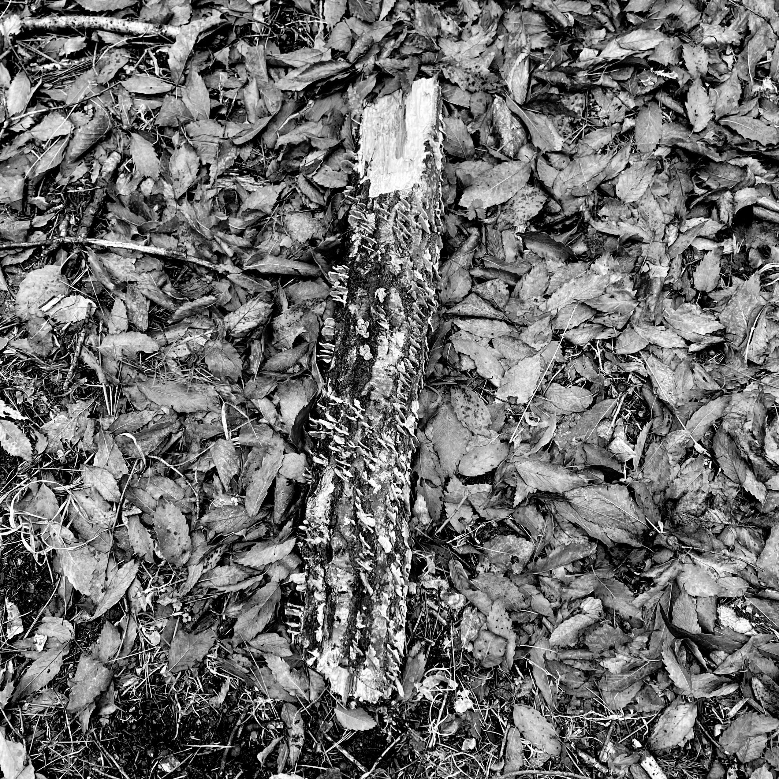 sketch four - Tatsuya Shimazaki - 专辑 - 网易云音乐