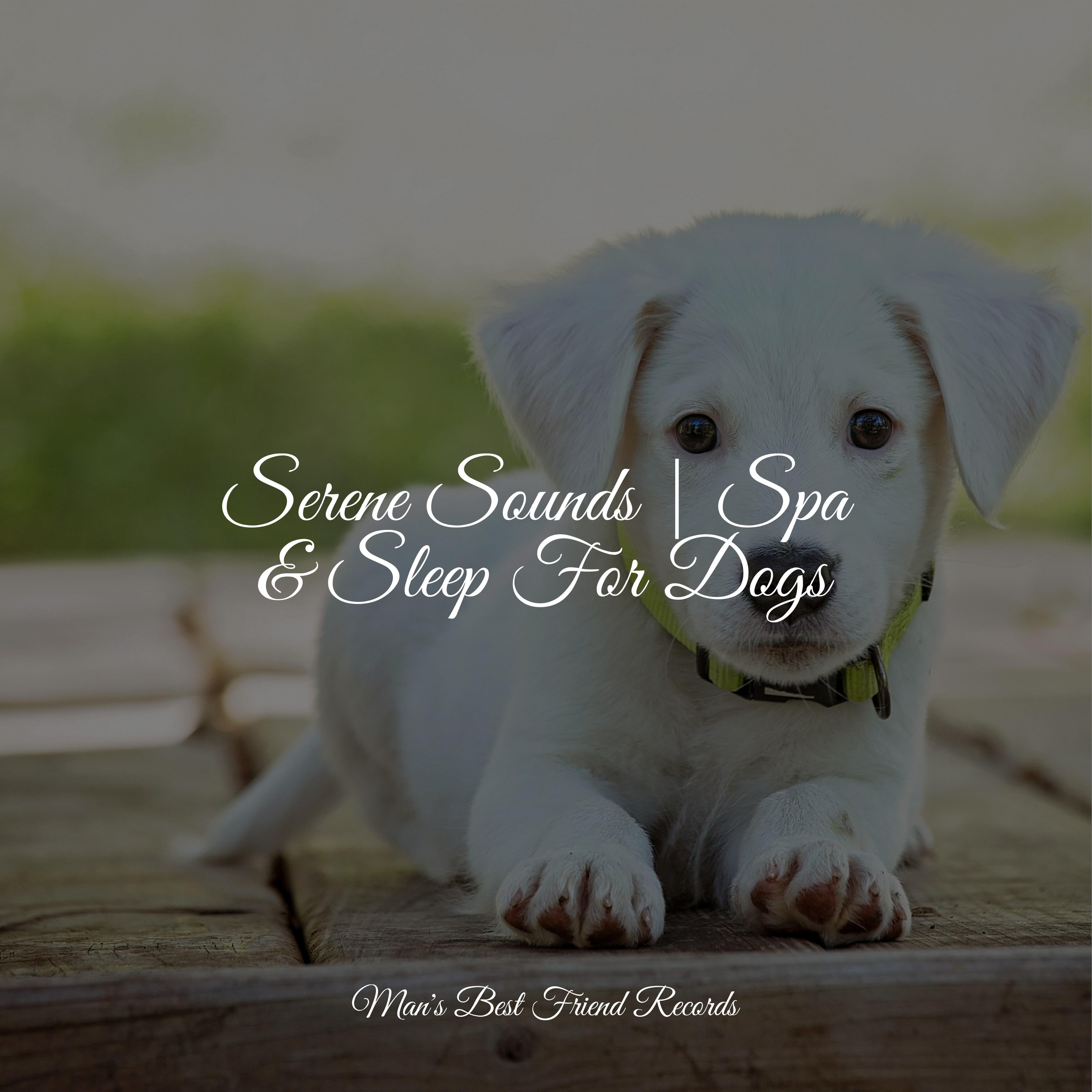 Lucid - Dog Music Club/Calming Music for Dogs/Music For Dogs Peace - 单曲 ...