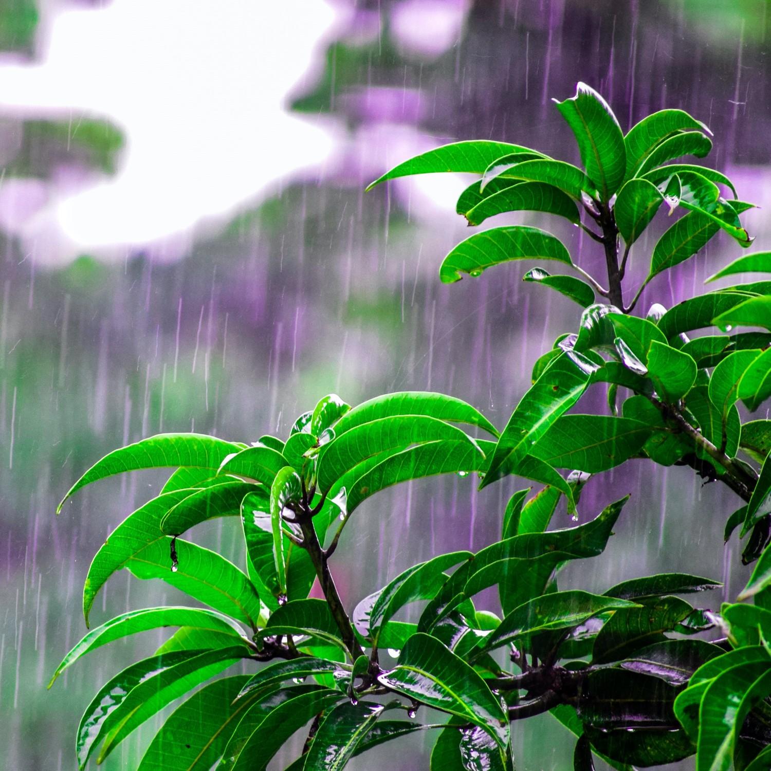 Satisfying Rain Drops Sedate - Calm Sleep Rain Sound - 单曲 - 网易云音乐