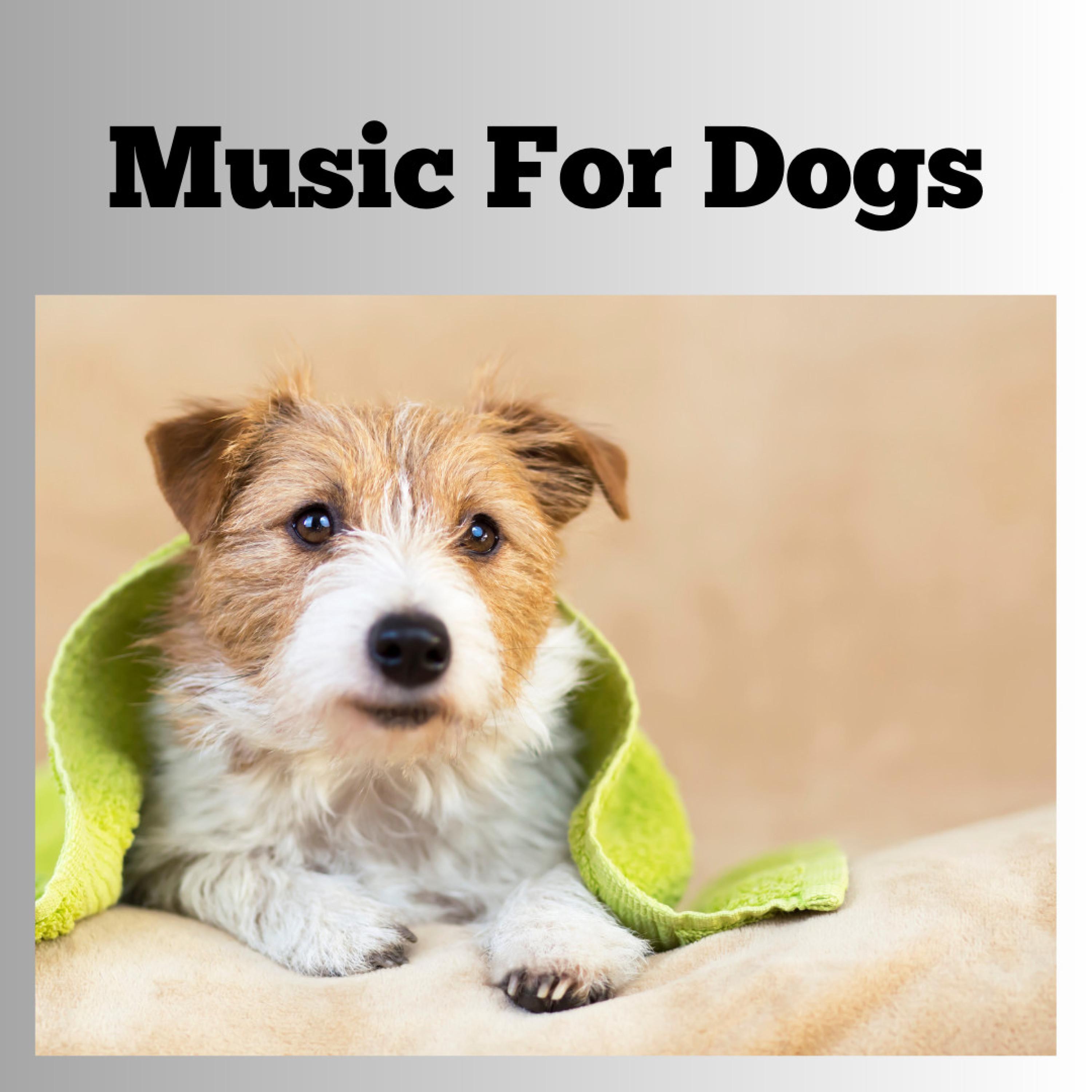 Music For Puppies - Music For Dogs/Music For Dogs Peace/Relaxing Puppy ...