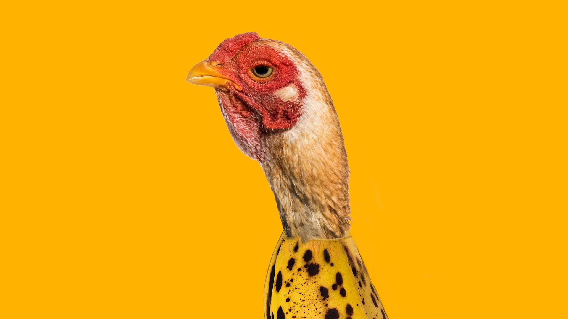 Chicken Banana - Crazy Music Channel - 高清MV - 网易云音乐