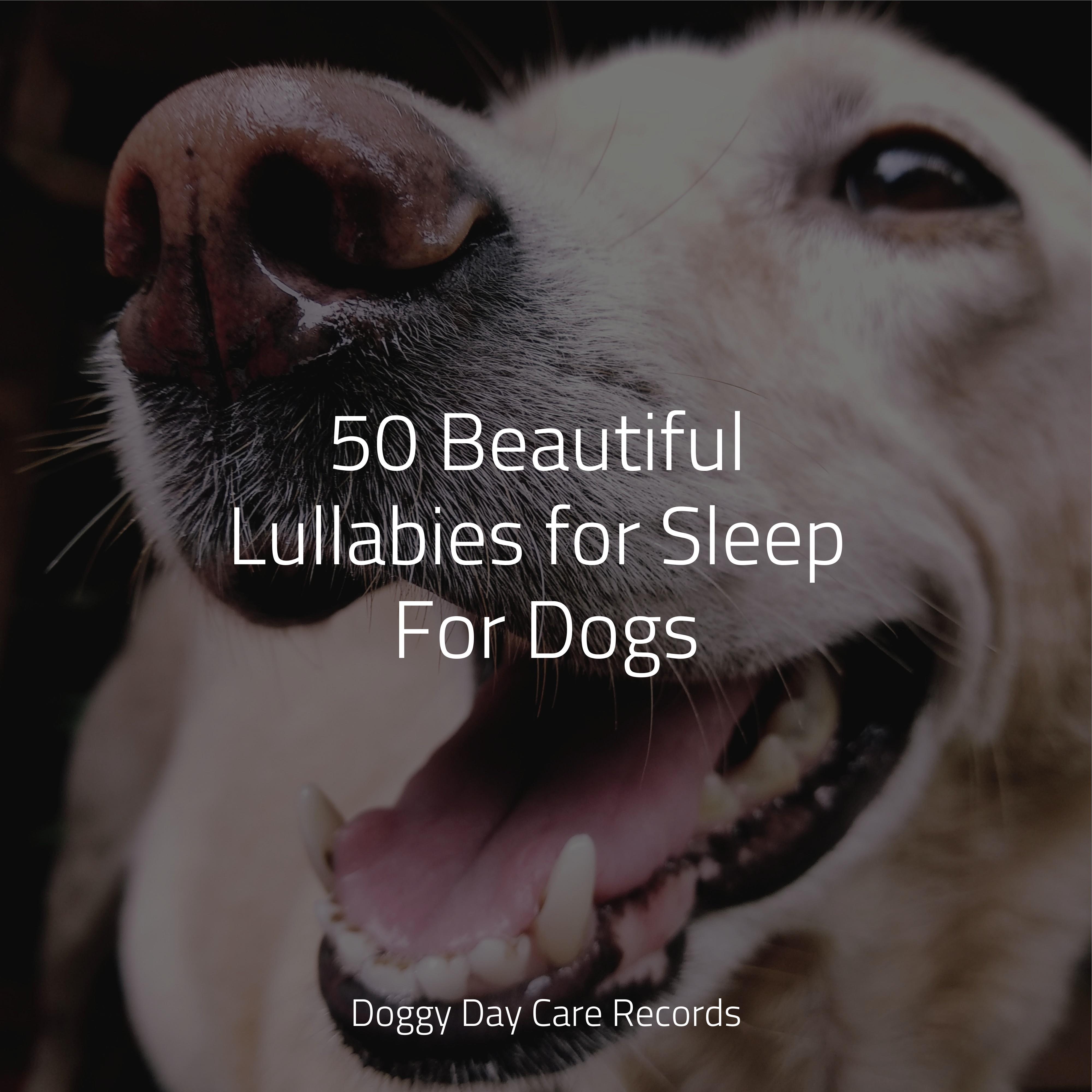 50 Beautiful Lullabies for Sleep For Dogs - Dog Music - 专辑 - 网易云音乐