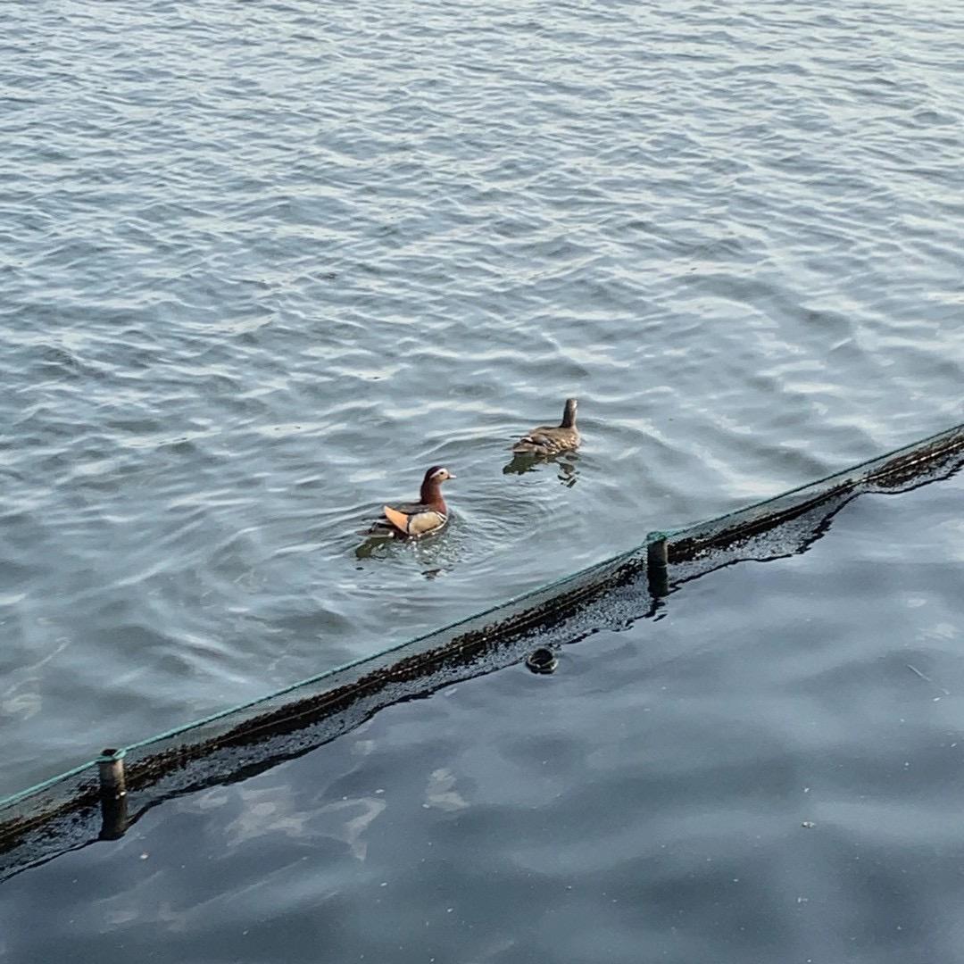 神明 - Cabber - 单曲 - 网易云音乐