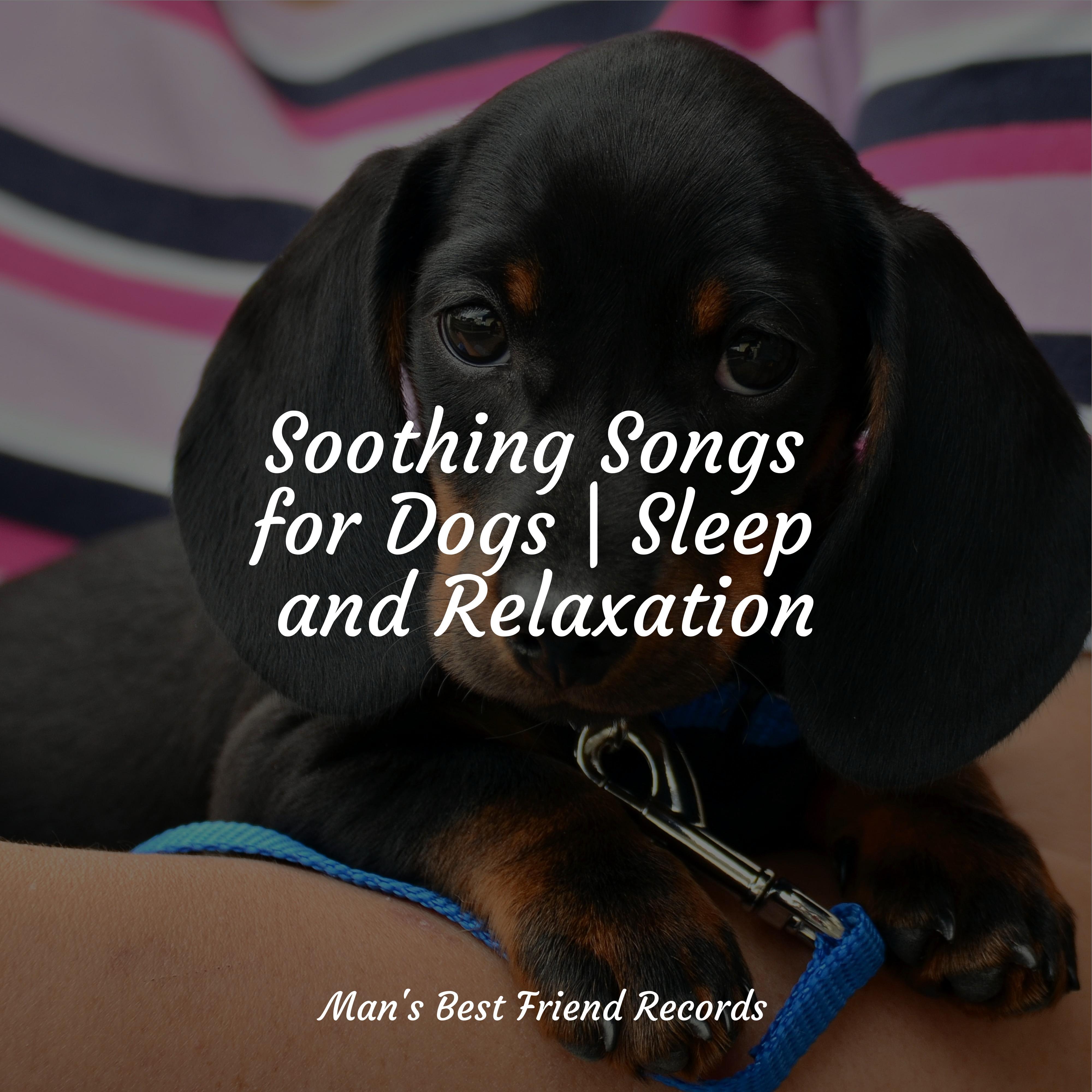 Meditative State of Mind - Dog Music/Sleepy Dogs/Music for Calming Dogs ...