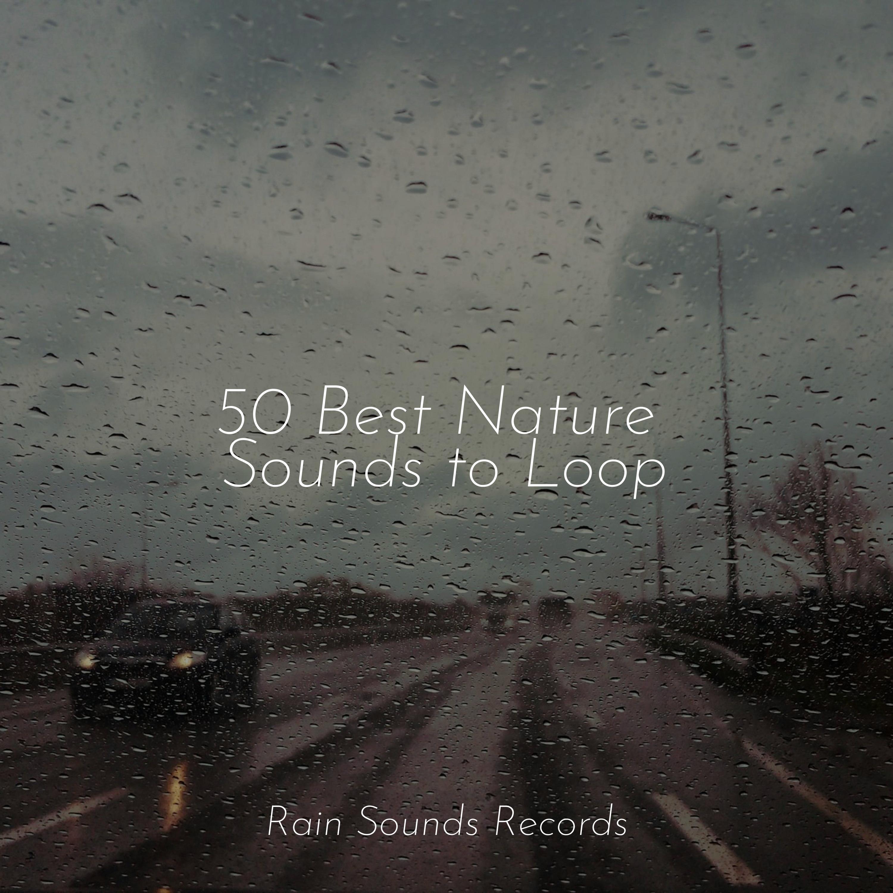 50 Best Nature Sounds to Loop - Natural Sounds - 专辑 - 网易云音乐